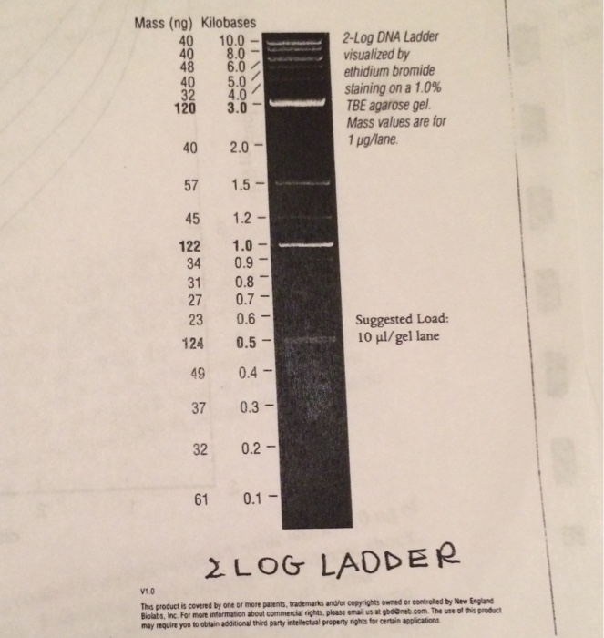 13. Create a standard curve from your DNA ladder | Chegg.com