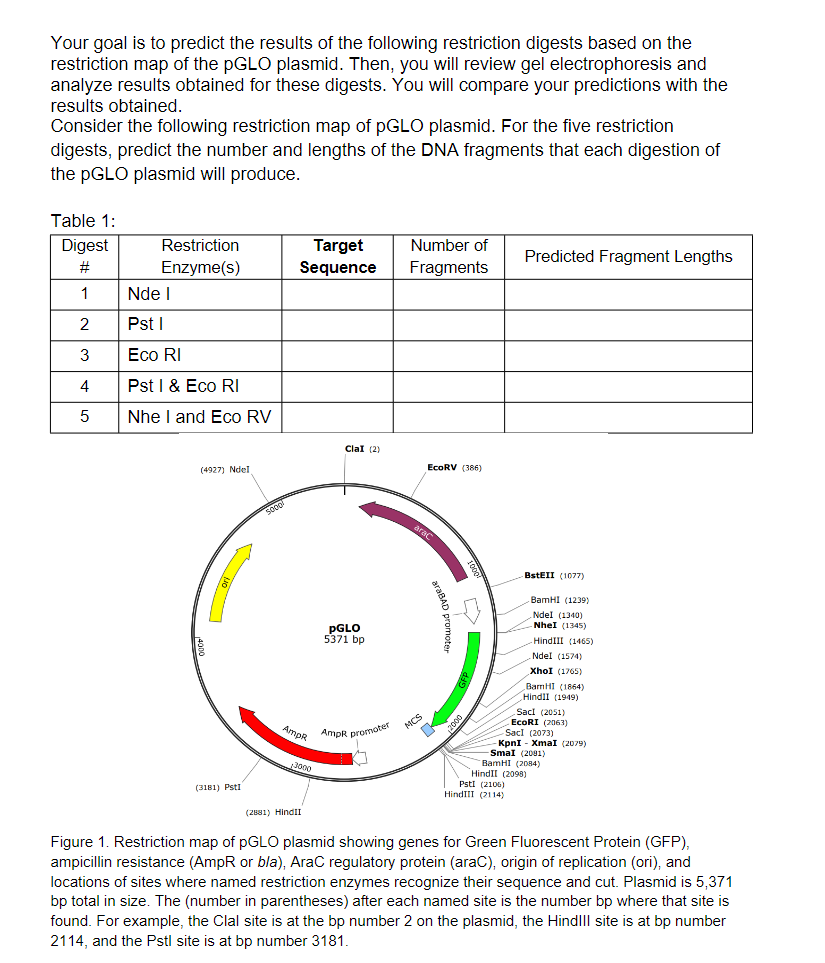 Solved Plasmid DNA Isolation A single colony of E. coli | Chegg.com