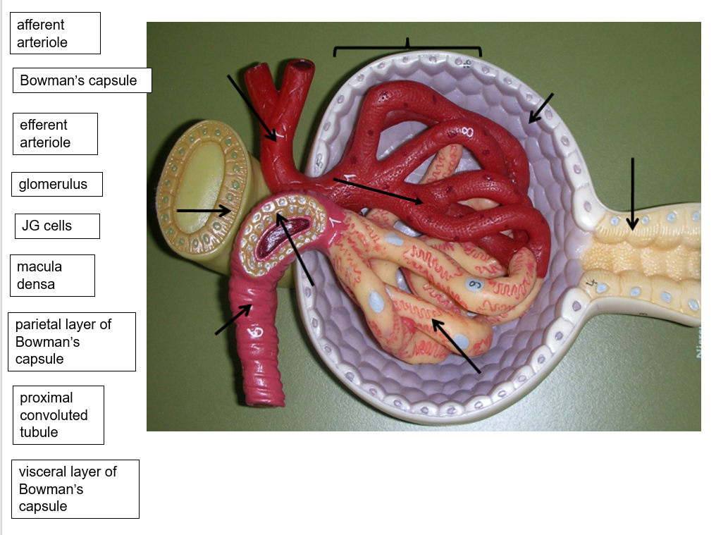 Distal Convoluted Tubule Model