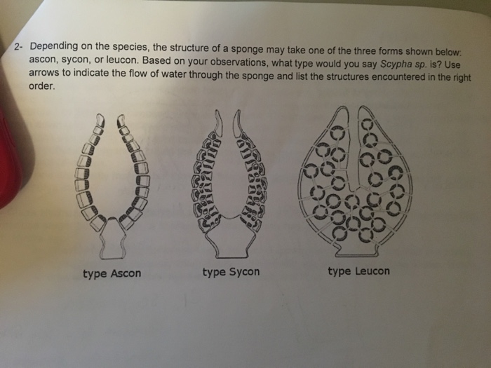 Solved 2- Depending on the species, the structure of a | Chegg.com