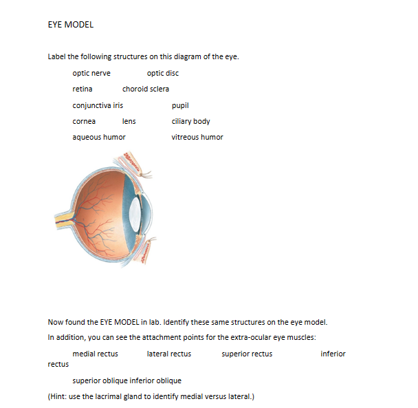 Solved Label the following structures on this diagram of the | Chegg.com