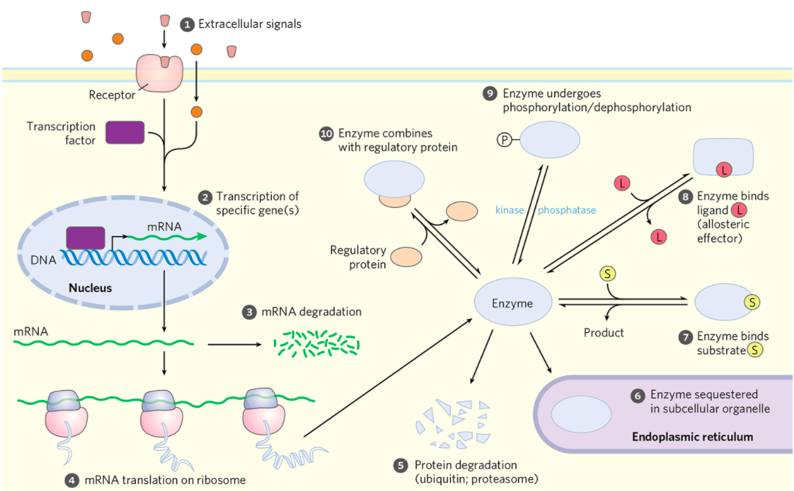 Solved Extracellular signals Receptor 9 Enzyme undergoes | Chegg.com