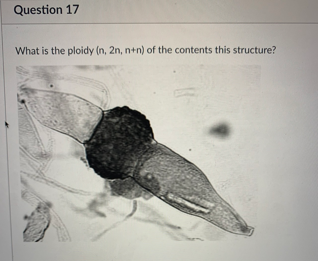 Solved Question 17 What is the ploidy (n, 2n, n+n) of the | Chegg.com