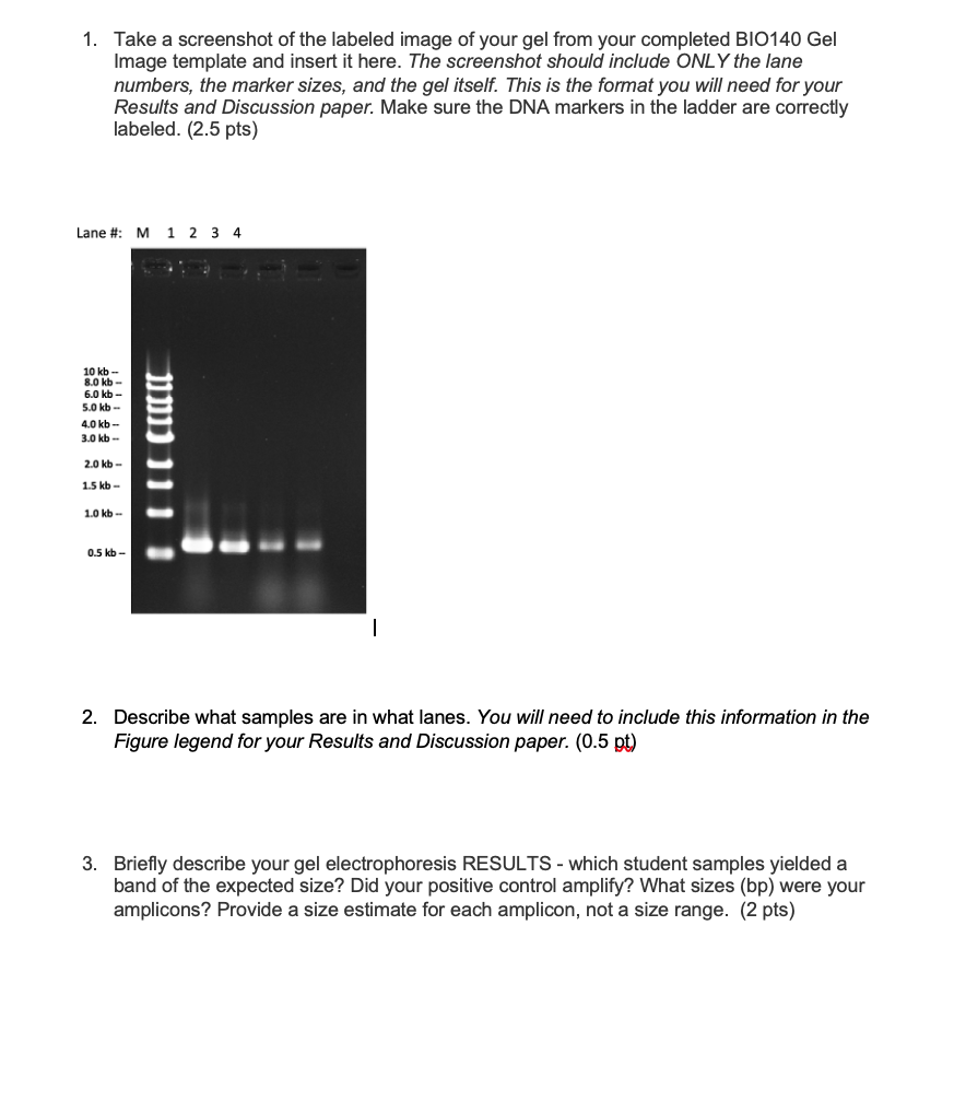 Solved 1. Take a screenshot of the labeled image of your gel | Chegg.com