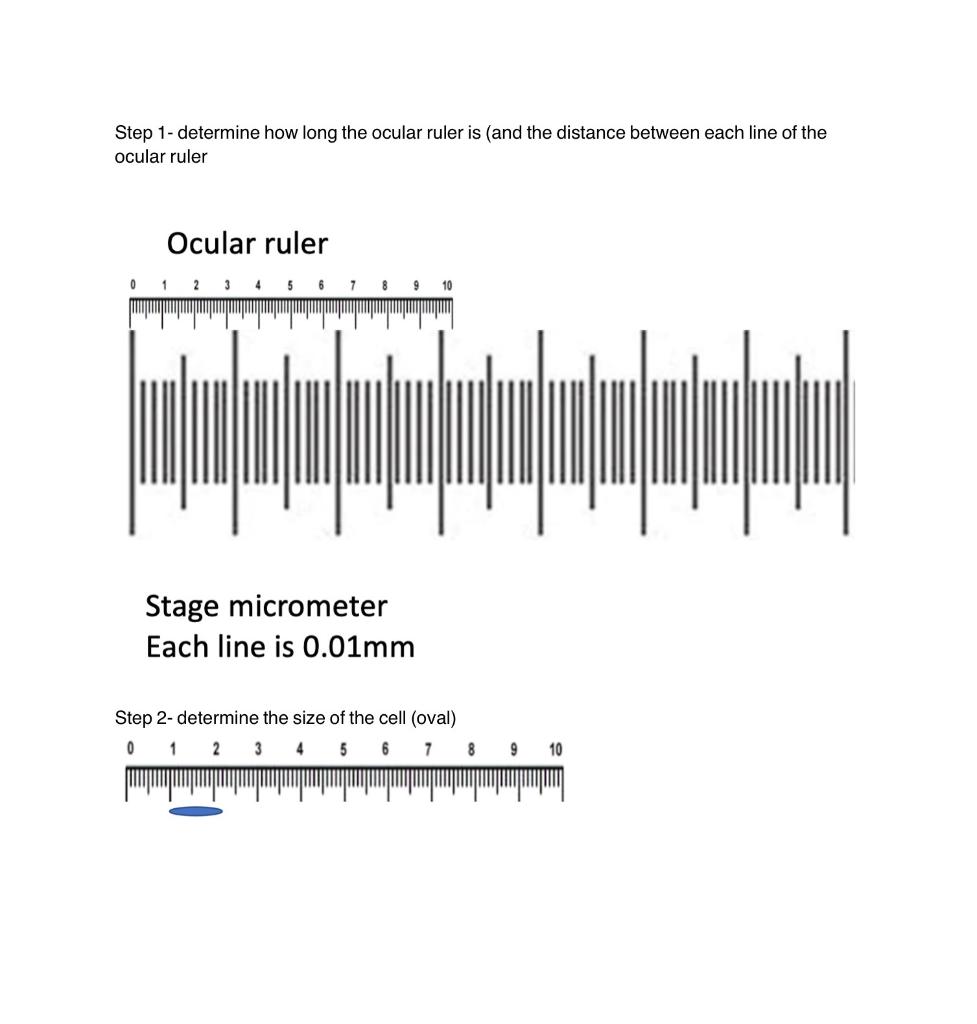 Solved Step 1 - determine how long the ocular ruler is (and | Chegg.com