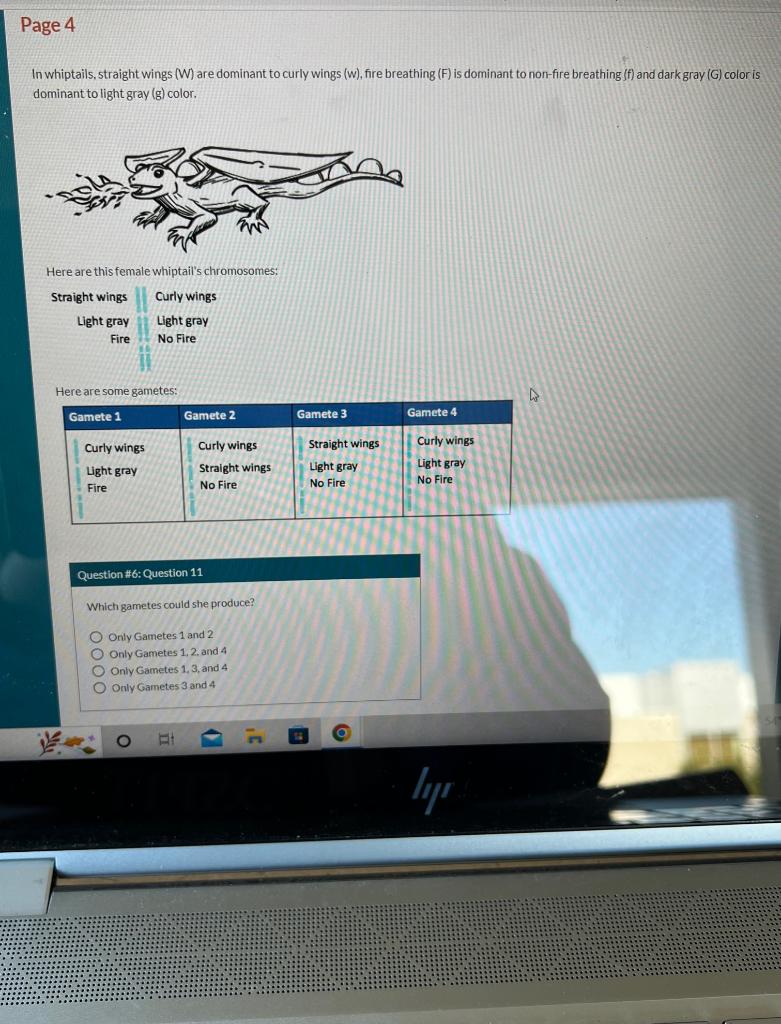 Solved In whiptails, straight wings (W) are dominant to | Chegg.com
