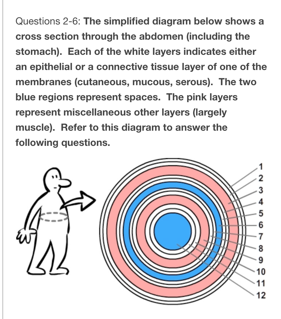 1- Which layers consist primarily of connective | Chegg.com