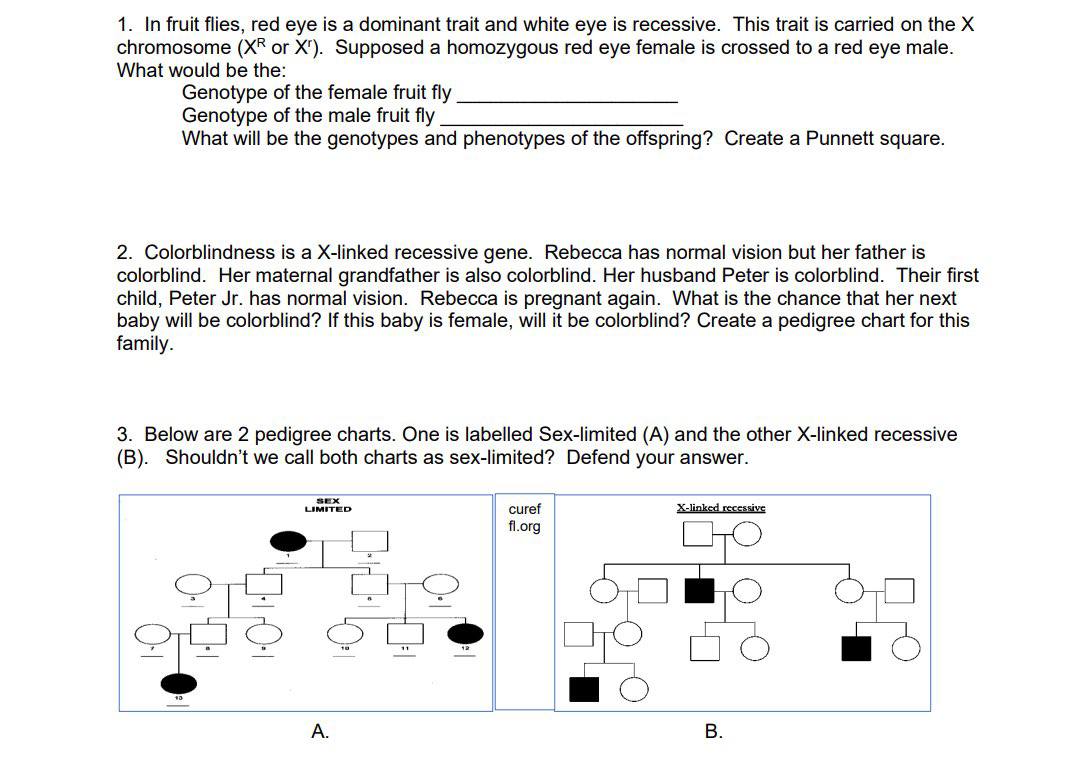Solved 1. In fruit flies, red eye is a dominant trait and | Chegg.com