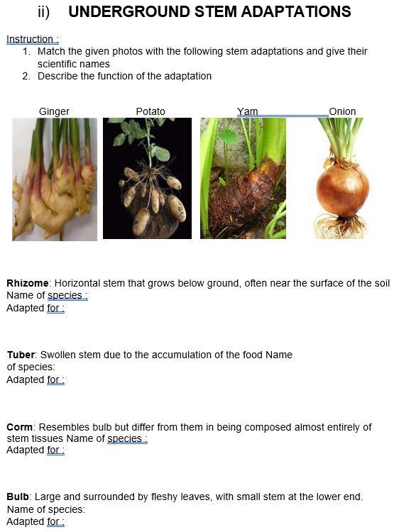 Solved ii) UNDERGROUND STEM ADAPTATIONS Instruction: 1. | Chegg.com