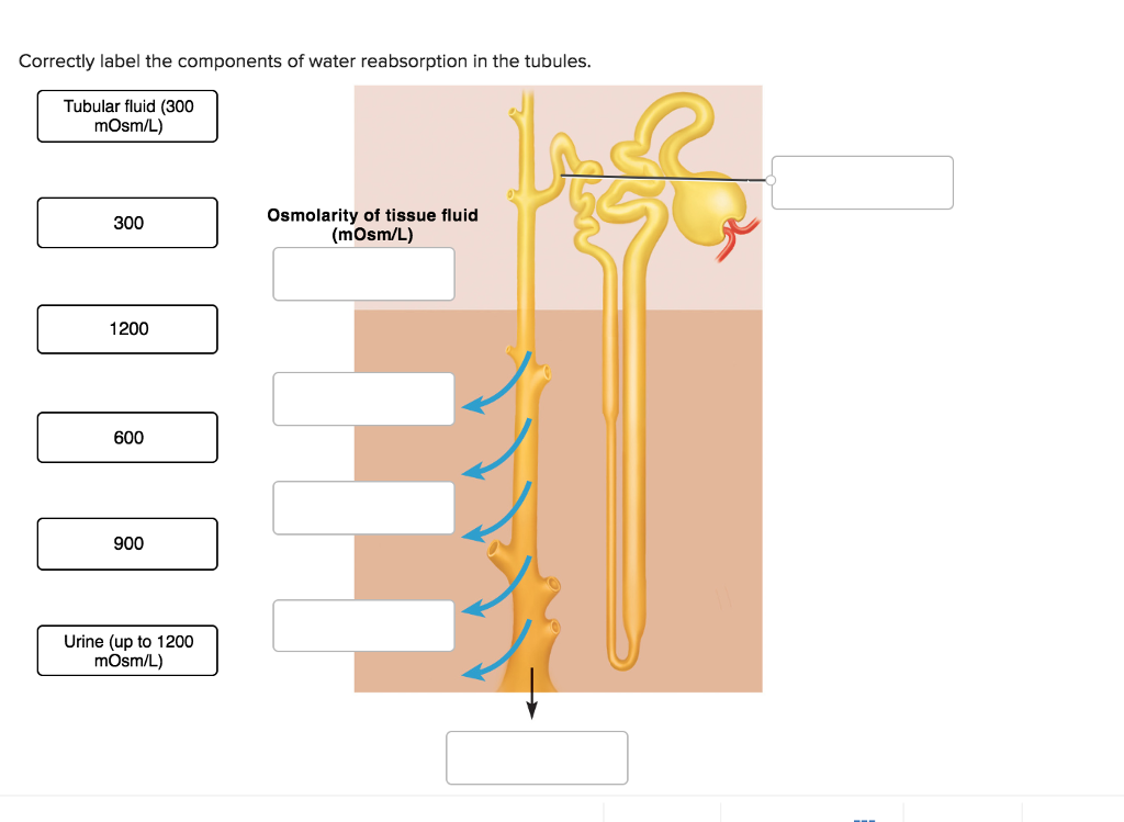 Solved Correctly label the components of water reabsorption | Chegg.com