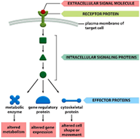 Solved Circle where the expression of new gene products and | Chegg.com