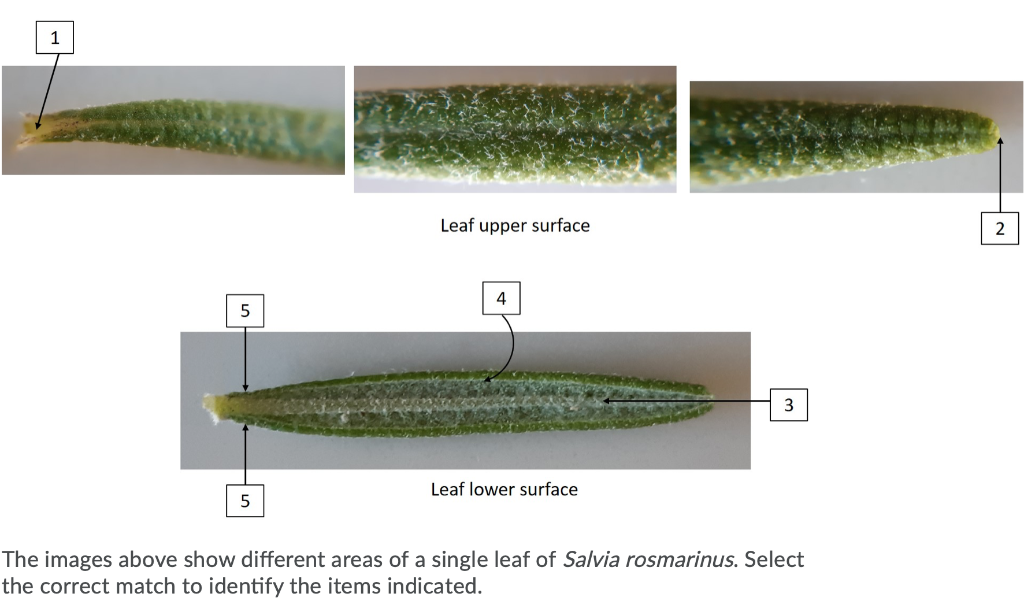 Solved 1 Leaf upper surface 2 4 5 3 Leaf lower surface 5 The | Chegg.com