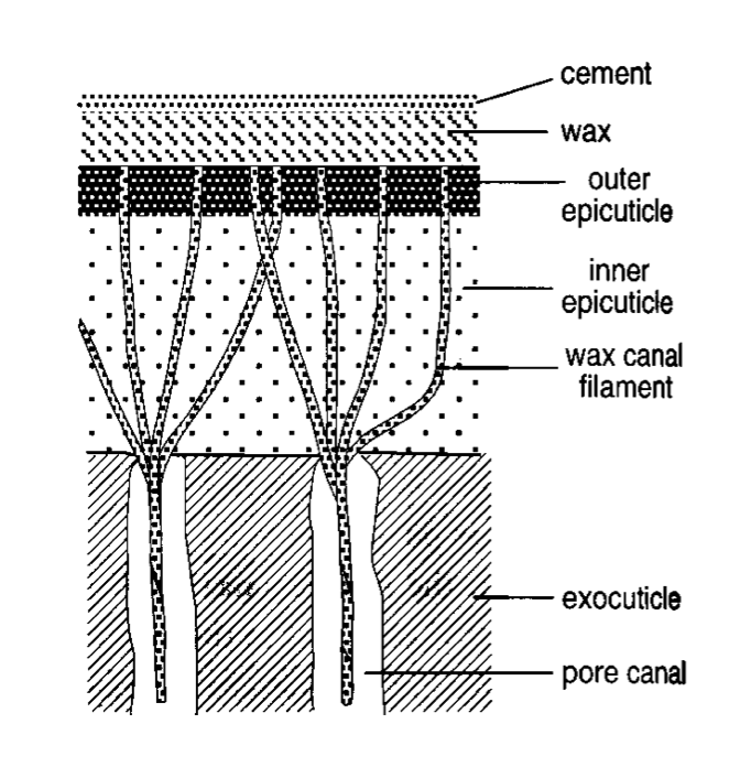 Insect Exoskeleton Layers