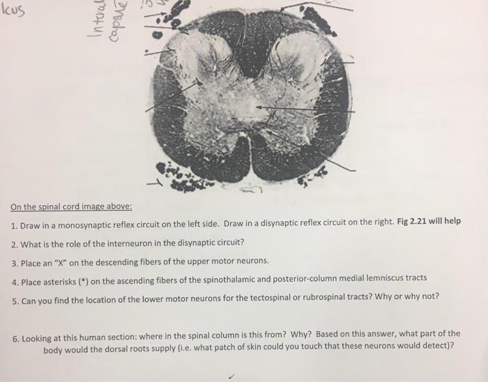 Solved lcus 1. Draw in a monosynaptic reflex circuit on the | Chegg.com