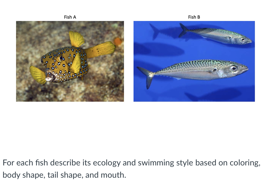 Solved Fish A Fish B For each fish describe its ecology and | Chegg.com