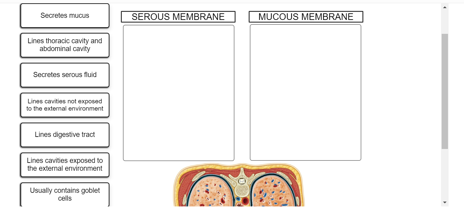 Solved Secretes mucus SEROUS MEMBRANE MUCOUS MEMBRANE Lines | Chegg.com