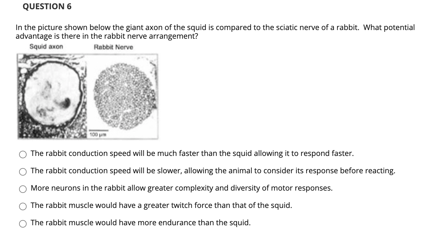 Solved QUESTION 6 In the picture shown below the giant axon | Chegg.com