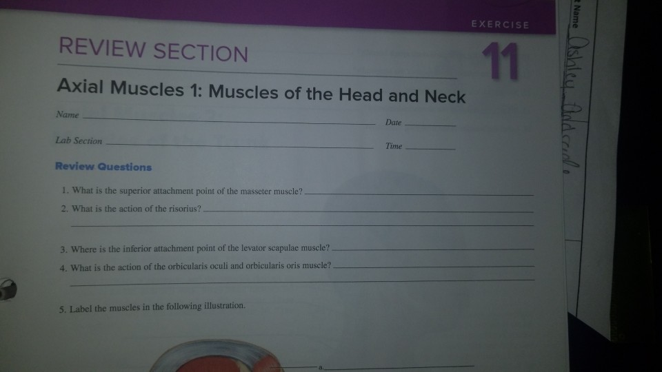 Solved EXERCISE REVIEW SECTION Axial Muscles 1: Muscles of | Chegg.com