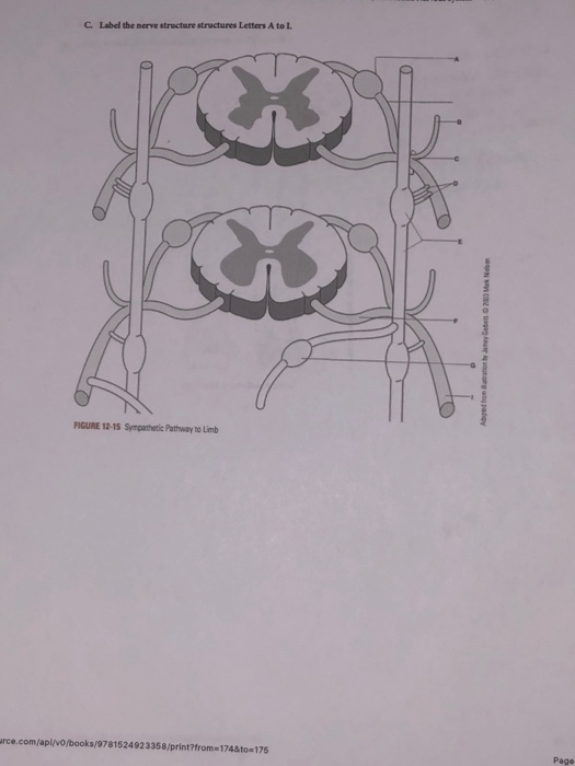 Solved V. Post-Lab Activity: Peripheral Nervous System Label | Chegg.com