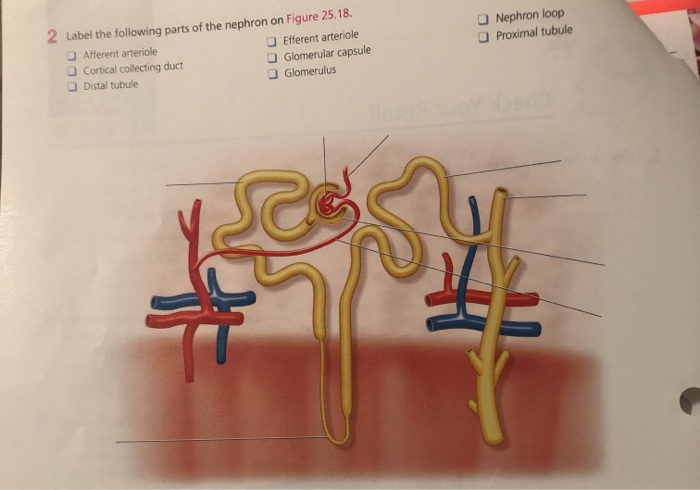 Solved 2 Label the following parts of the nephron on Figure | Chegg.com