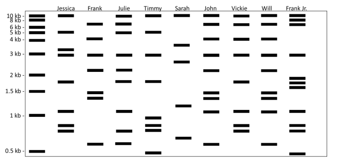 Solved 1. The restriction site for the enzyme MluI is 5’ – | Chegg.com