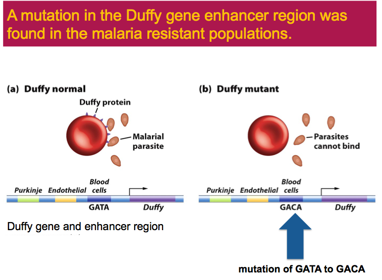 Solved A mutation in the Duffy gene enhancer region was | Chegg.com
