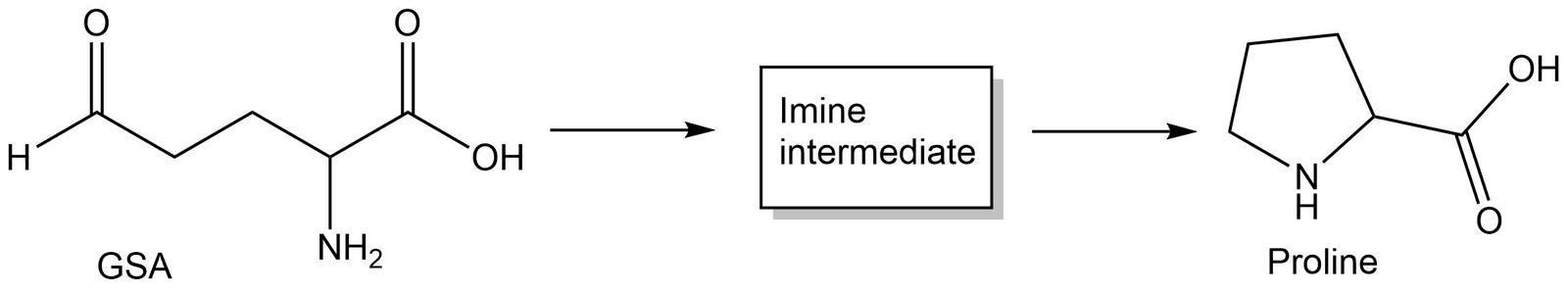Solved Glutamic-γ-semialdehyde (GSA) is an intermediate in | Chegg.com