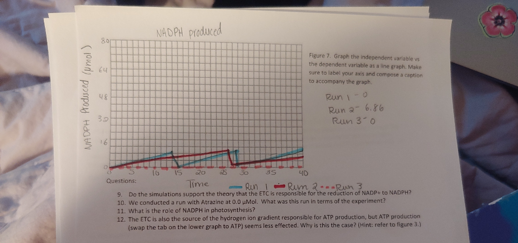 Solved NADPH produced 800 Figure 7. Graph the independent | Chegg.com