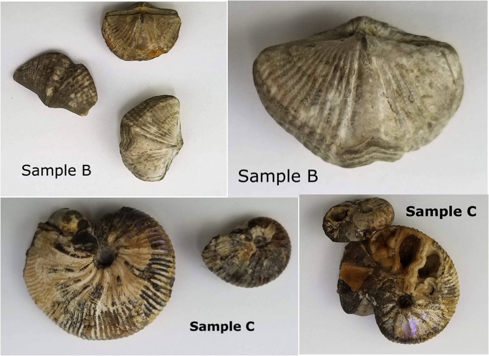 Solved Upon closer inspection, you find fossil samples B and | Chegg.com