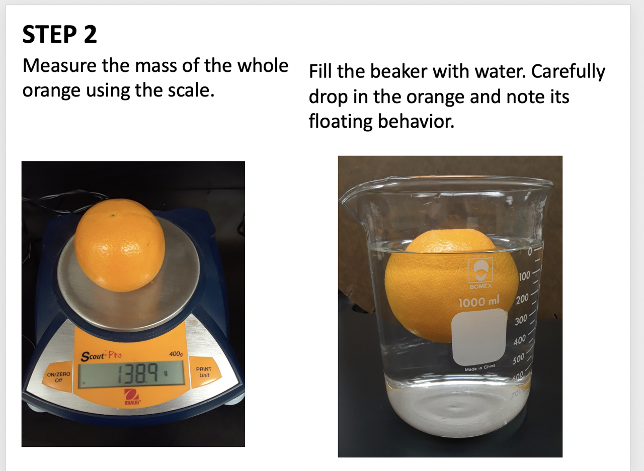 Solved STEP 1 . Measure the circumference of the orange with | Chegg.com