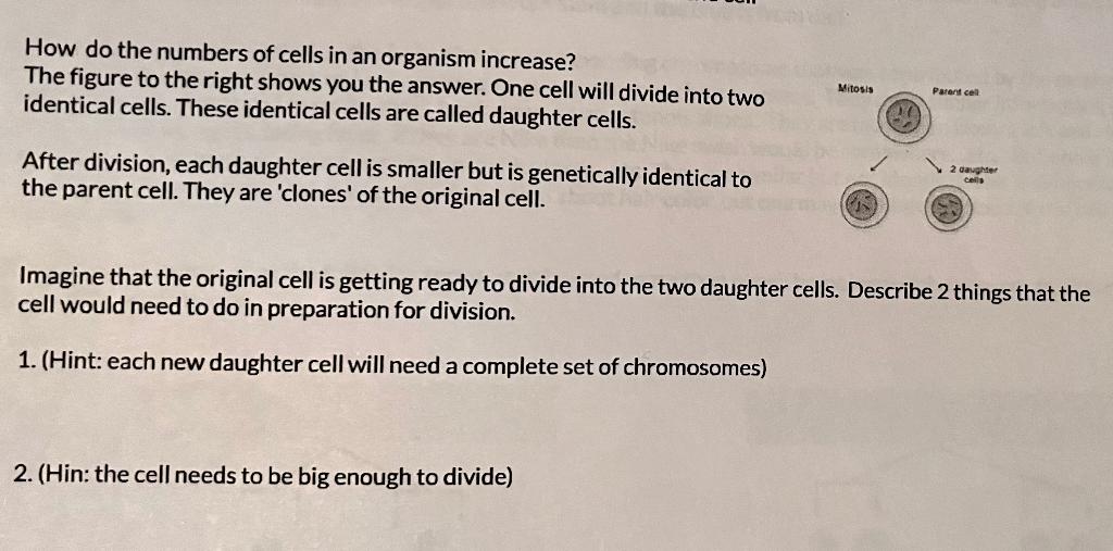 Solved How do the numbers of cells in an organism increase? | Chegg.com