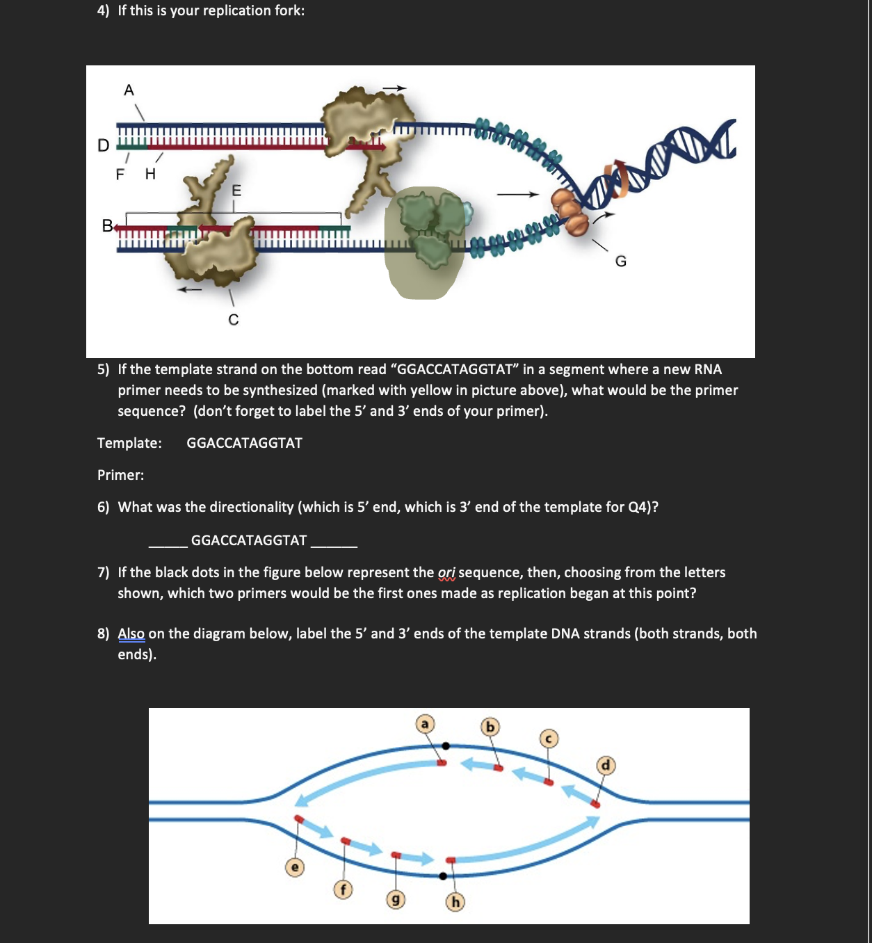 Solved 4) If this is your replication fork: 5) If the | Chegg.com