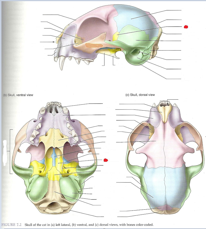 Solved Skull, ventral view (c) Skull, dorsal view FIGURE 7.2 | Chegg.com