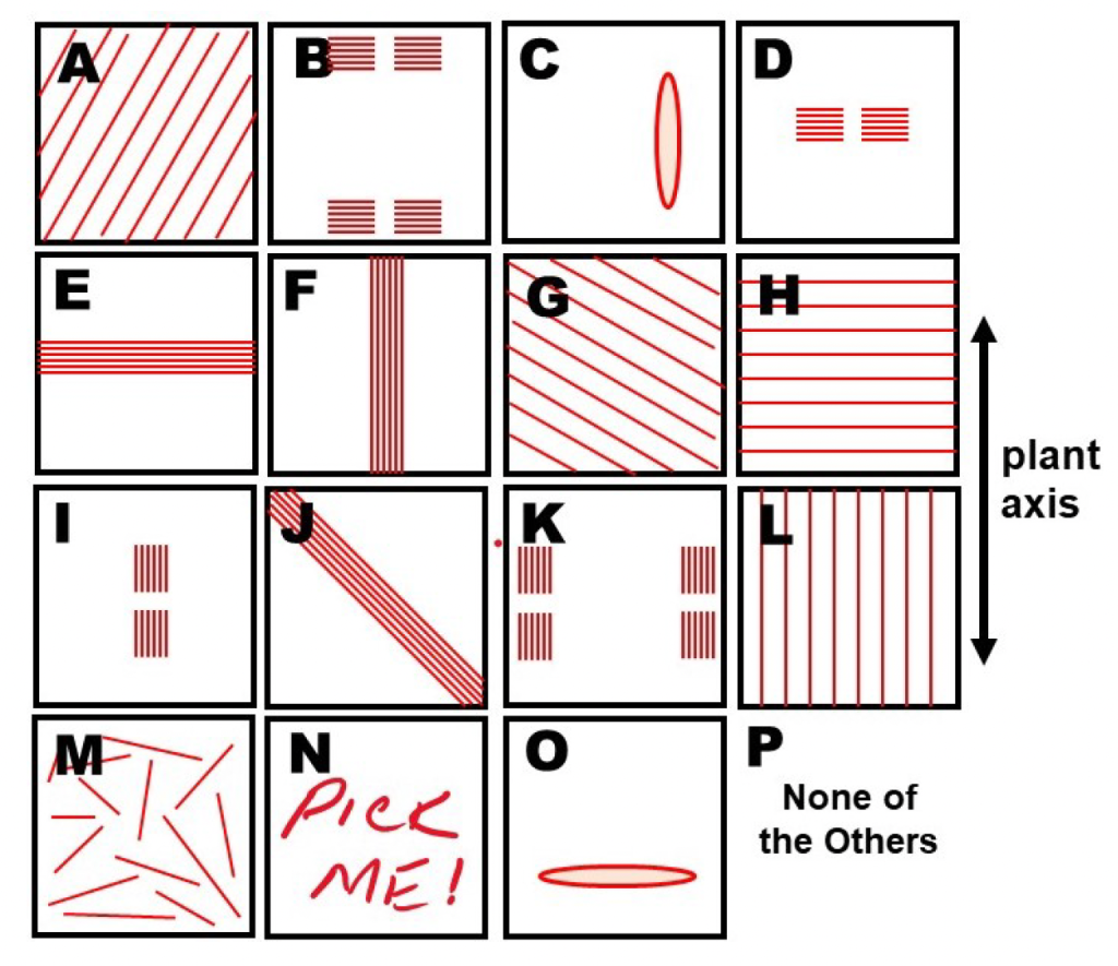 Solved For each question, choose the cell drawing(s) from | Chegg.com