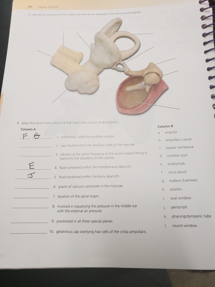 Solved 386 Review Sheet 25 ated in the following photograph | Chegg.com