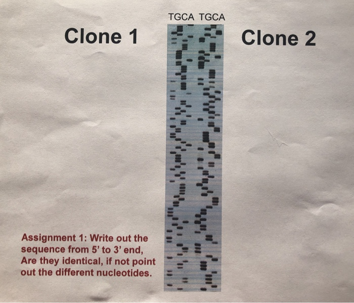 Solved TGCA TGCA Clone 1 Clone 2 Assignment 1: Write out the | Chegg.com