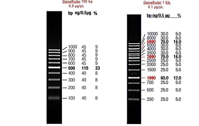 Solved GeneRuler 100 bp 0.5 pg/uL bp ng/0.549 % GeneRuler 1 | Chegg.com