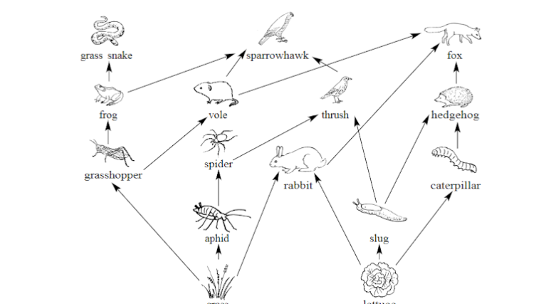 Solved food chain food web interaction web 2-the fox in | Chegg.com