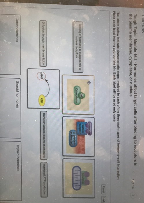 Solved The labels below indicate characteristic steps | Chegg.com