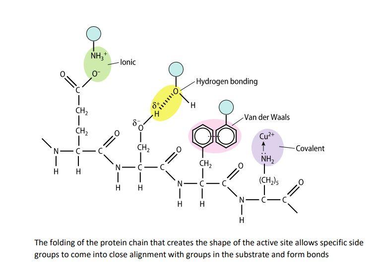 Solved • Identify the non-covalent interactions between drug | Chegg.com