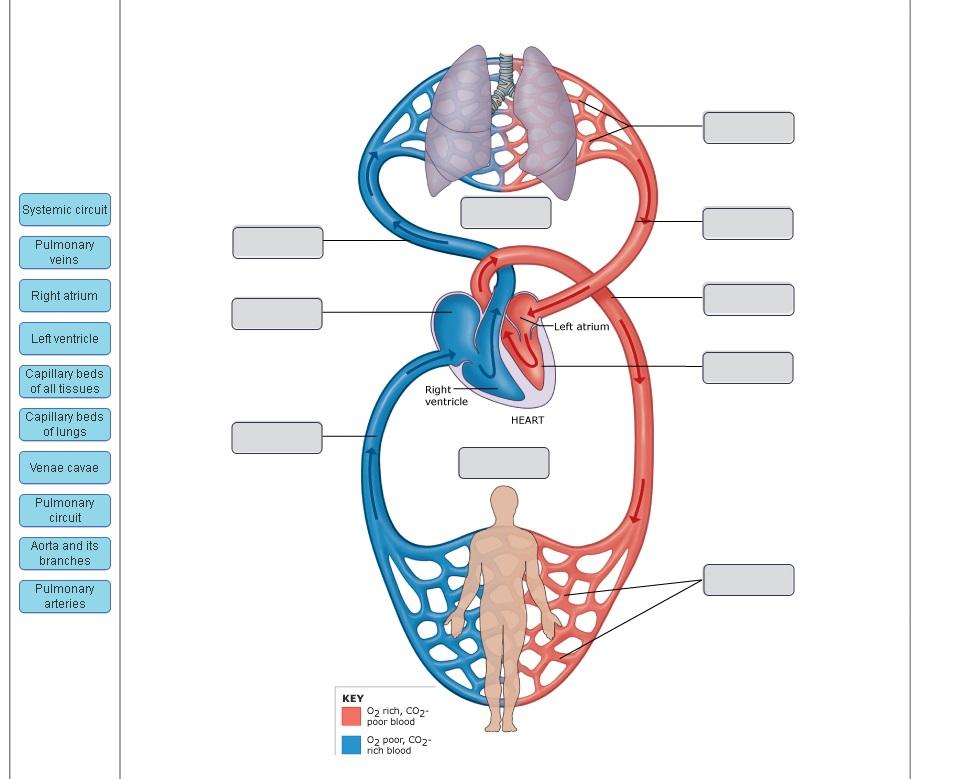 Solved Systemic circuit Pulmonary veins Right atrium Left | Chegg.com