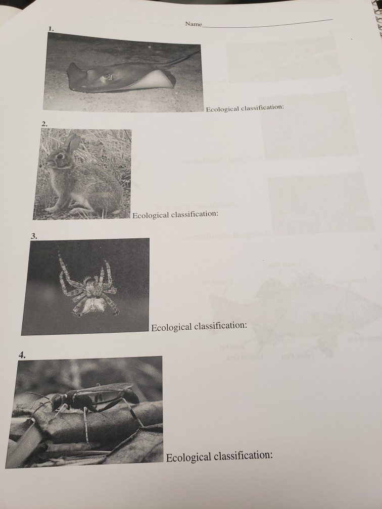 Solved Name Kingdom Animalia Assignment 20pts Using the | Chegg.com Solved Name Kingdom Animalia Assignment 20pts Using the | Chegg.com