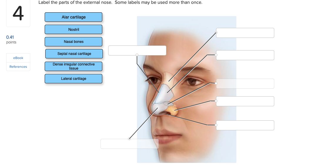 Nose Diagram Labeled