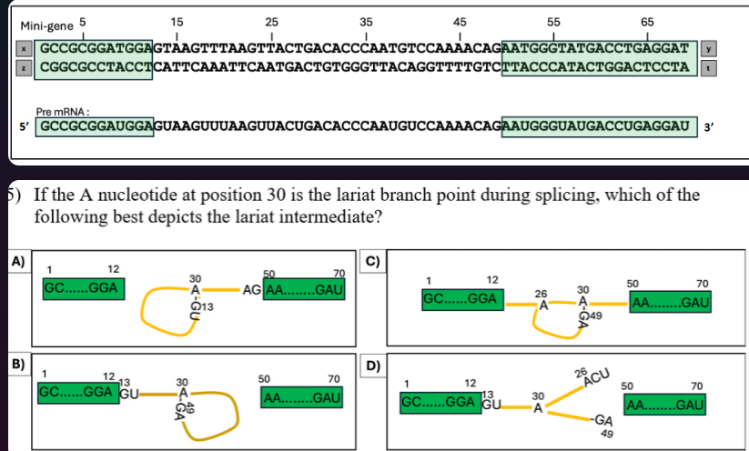 Solved If the A nucleotide at position 30 ﻿is the lariat | Chegg.com