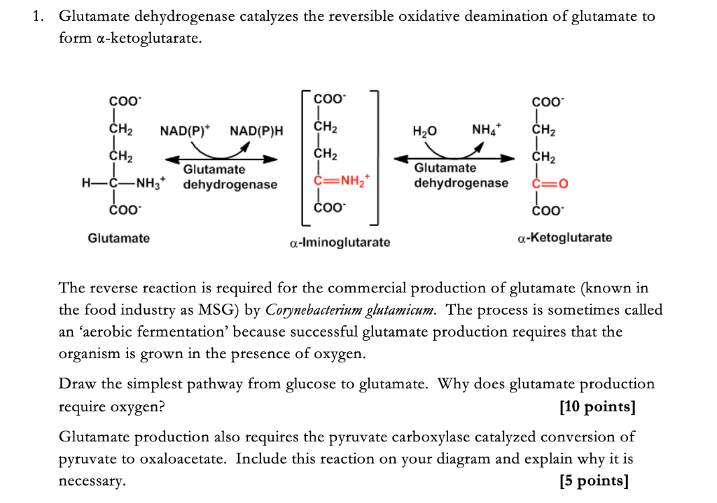 Solved 1. Glutamate dehydrogenase catalyzes | Chegg.com