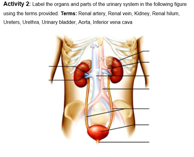 Solved Activity 2: Label the organs and parts of the urinary | Chegg.com