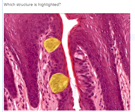 Solved Which structure is highlighted? Multiple Choice | Chegg.com