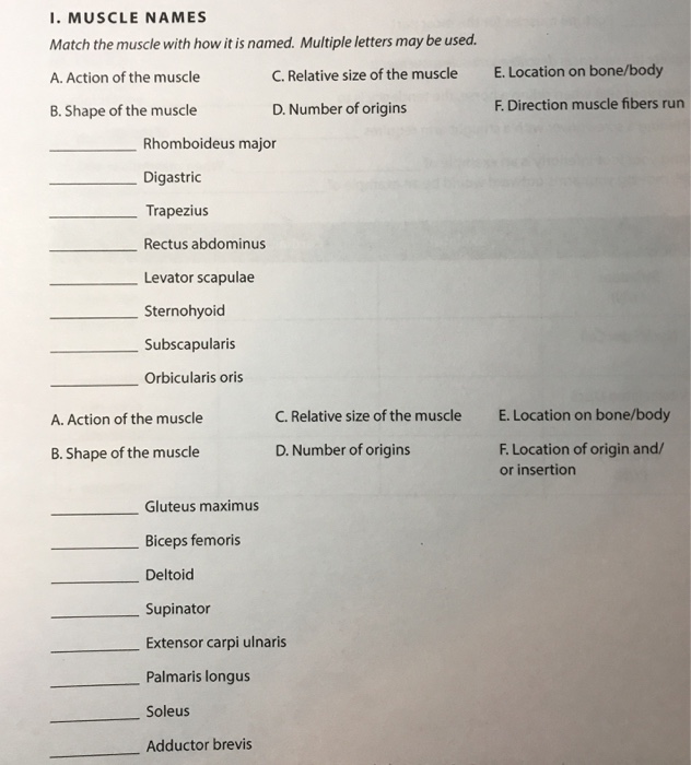 Solved I. MUSCLE NAMES Match the muscle with how it is | Chegg.com