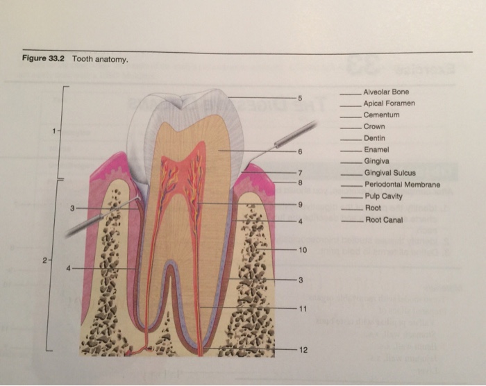 Solved Figure 33.2 Tooth anatomy Alveolar Bone Apical | Chegg.com