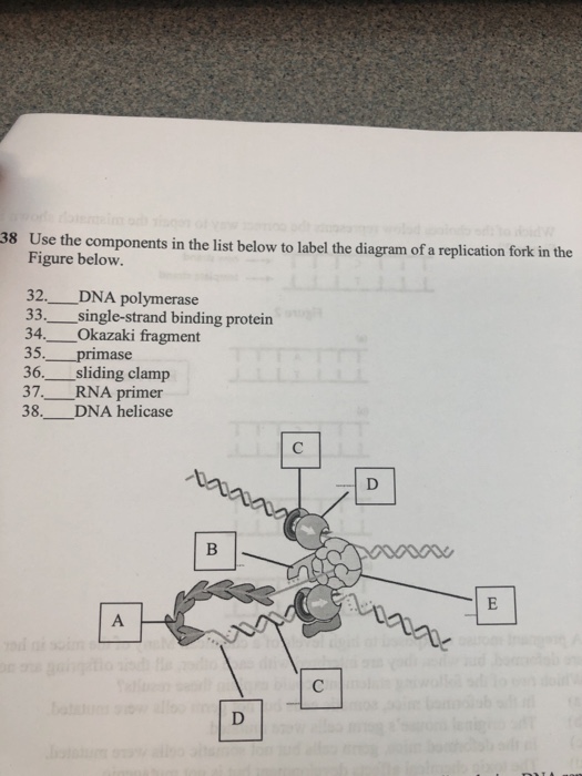 Solved 38 Use the components in the list below to label the | Chegg.com